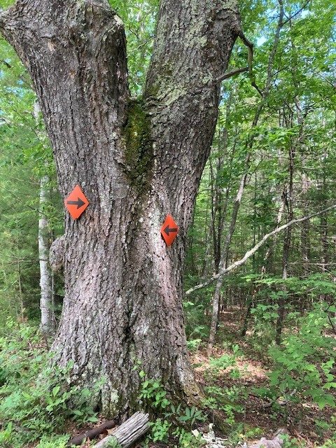 Wolf Trees: Denizens of our New England Forests | SRKG Sunapee Ragged ...