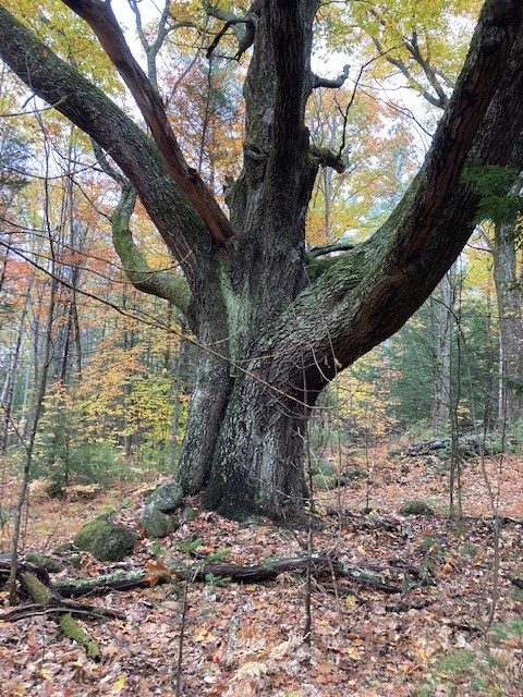 Wolf Trees: Denizens of our New England Forests | SRKG Sunapee Ragged ...